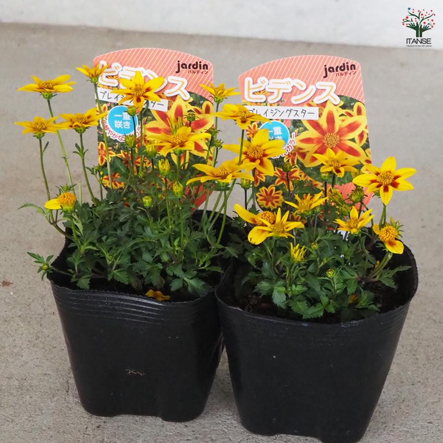 ITANSE ビデンス ブレイジングスター 一重咲き 花苗 10.5cmポット/お買い得3個セット ウィンターコスモス : 野菜苗・植物・青果物販売のITANSE - 通販 - Yahoo ...