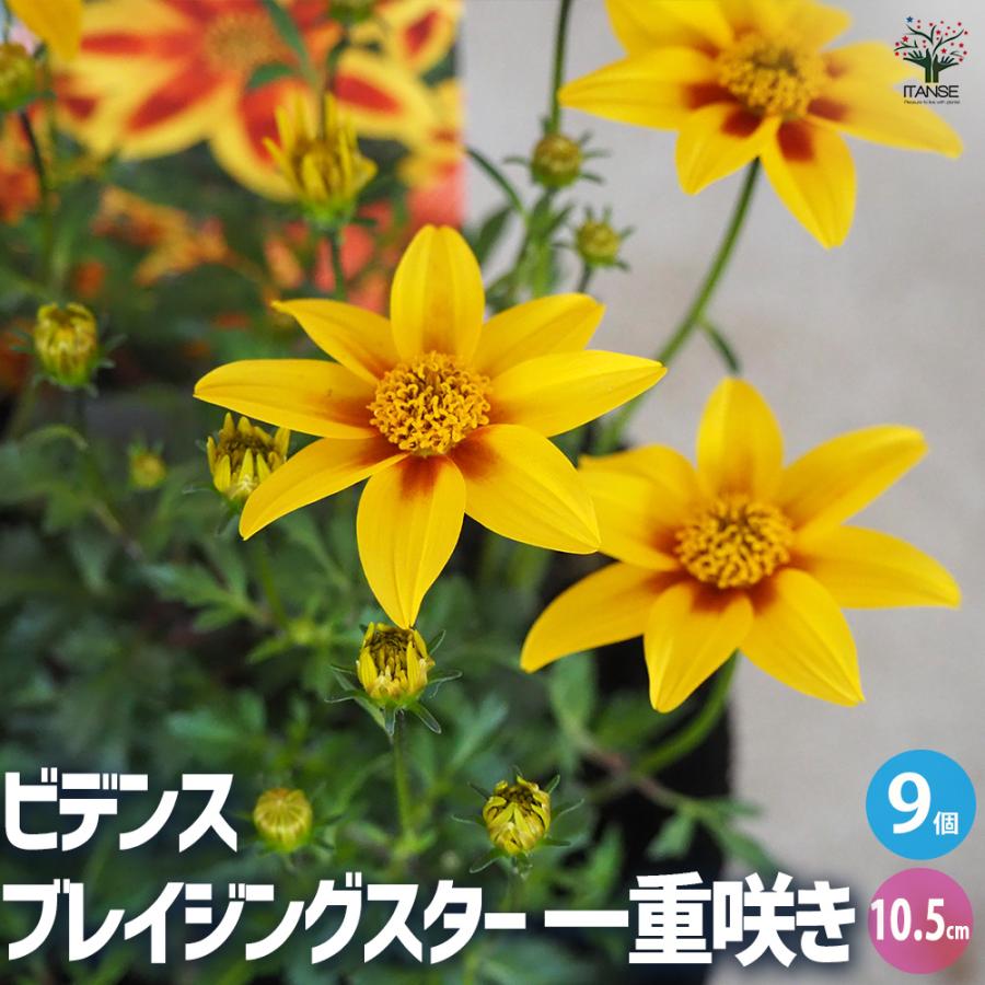 ITANSE ビデンス ブレイジングスター 一重咲き 花苗 10.5cmポット/お買い得9個セット ウィンターコスモス : 野菜苗・植物・青果物販売のITANSE - 通販 - Yahoo ...