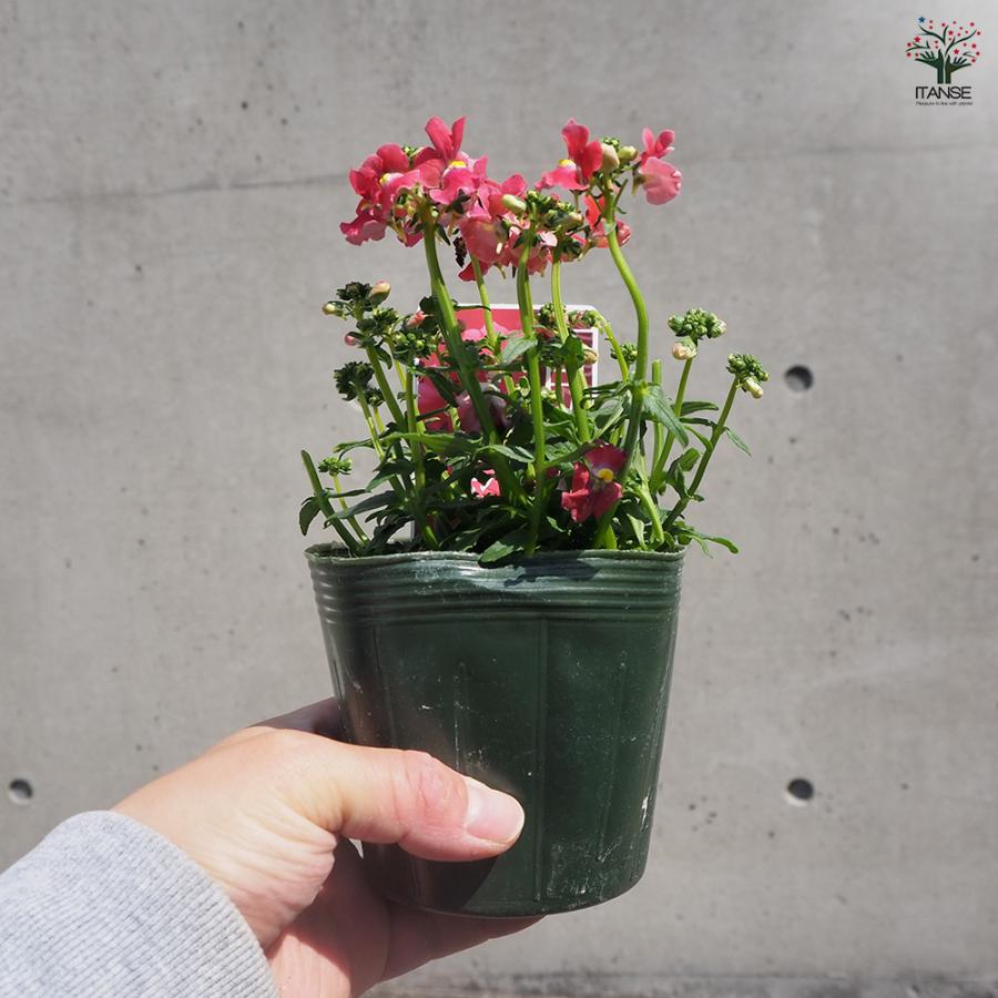 ITANSE 宿根ネメシア メーテル サーモンピンク 花苗 3.5号ポット/お買い得4個セット ネメシア属 ゴマノハグサ科 カラーリーフ : 野菜苗・植物・青果物販売のITANSE - 通販 ...