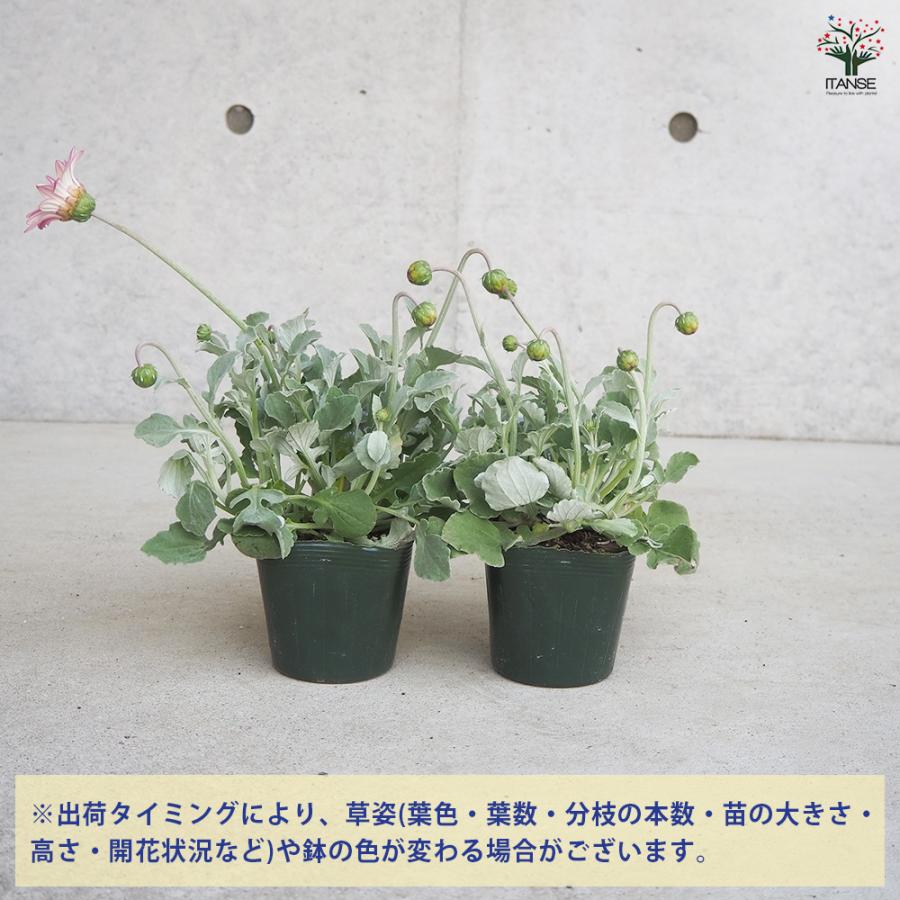 ITANSE アークトチス プルミエ シフォン 花苗 3.5号ポット/1個売り ハゴロモギク シルバーリーフ ガーベラ : 野菜苗・植物・青果物販売のITANSE - 通販 - Yahoo ...