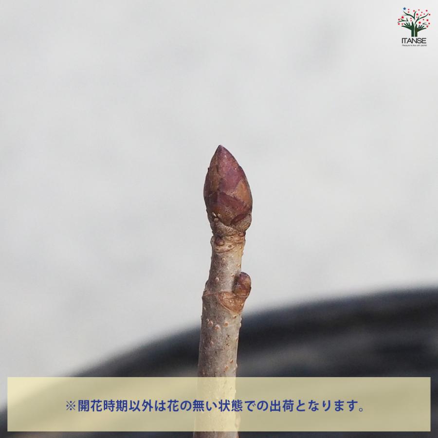 ITANSE マロニエ 花木苗 8号ポット /1個売り セイヨウトチノキ トチノキ 馬栗 街路樹 シンボルツリー : han04851 : 野菜苗・植物・青果物販売のITANSE - 通販 ...