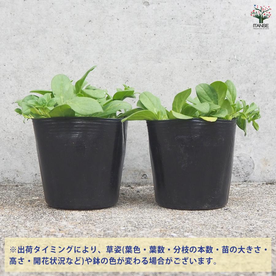 ITANSE ペチュニア 桃色吐息 花苗 3号ポット/1個売り 衝羽根朝顔 ツクバネアサガオ Petunia hybrida : 野菜苗・植物・青果物販売のITANSE - 通販 ...