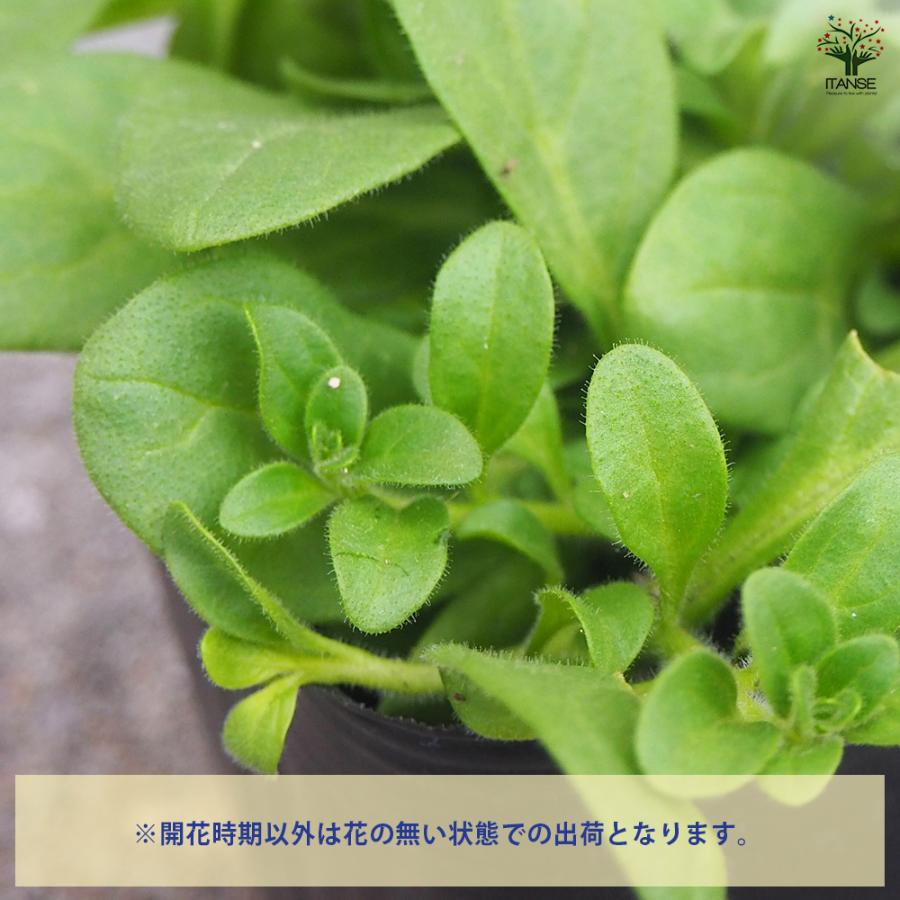 ITANSE ペチュニア 桃色吐息 花苗 3号ポット/お買い得2個セット 衝羽根朝顔 ツクバネアサガオ Petunia hybrida : 野菜苗・植物・青果物販売のITANSE - 通販 ...