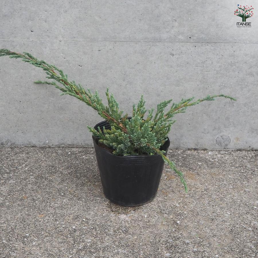 ITANSE コニファー ブルーカーペット 花苗 5号ポット/1個売り ブールバード クリスマスツリー クリスマスリース : 野菜苗・植物・青果物販売のITANSE - 通販 - Yahoo ...