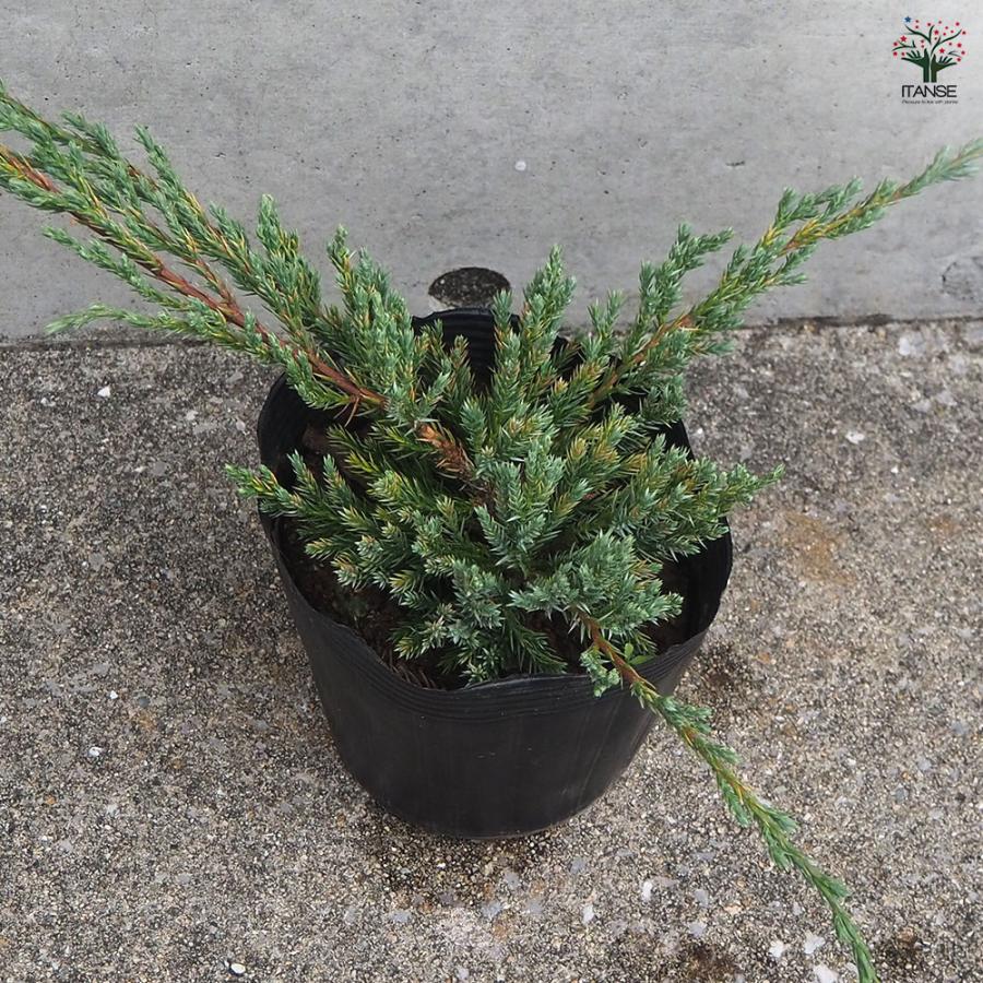 ITANSE コニファー ブルーカーペット 花苗 5号ポット/1個売り ブールバード クリスマスツリー クリスマスリース :han04899:野菜苗・植物・青果物販売のITANSE - 通販 ...