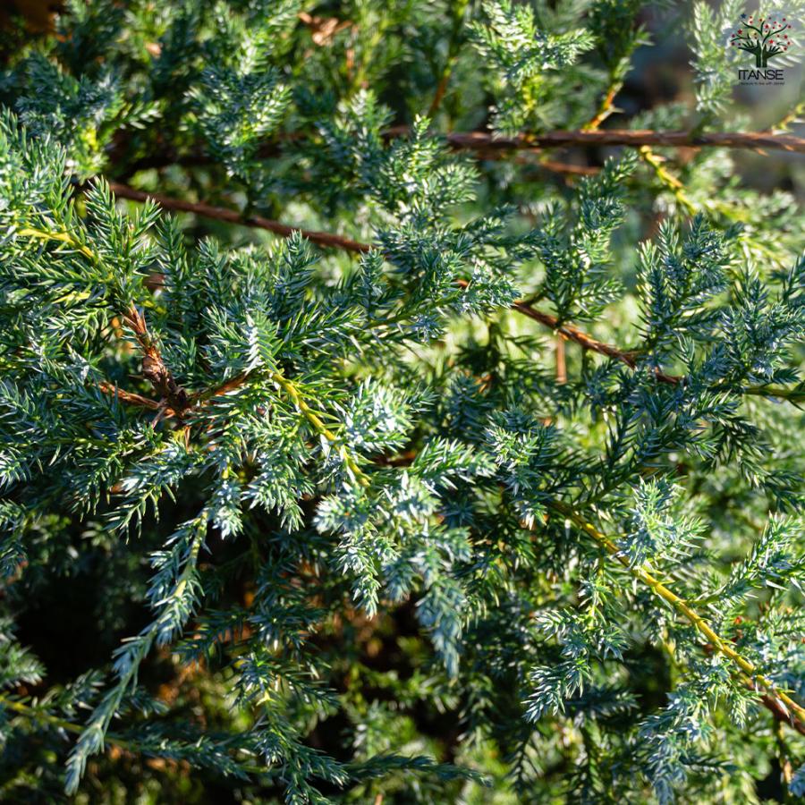 ITANSE コニファー ブルーカーペット 花苗 5号ポット/1個売り ブールバード クリスマスツリー クリスマスリース :han04899:野菜苗・植物・青果物販売のITANSE - 通販 ...