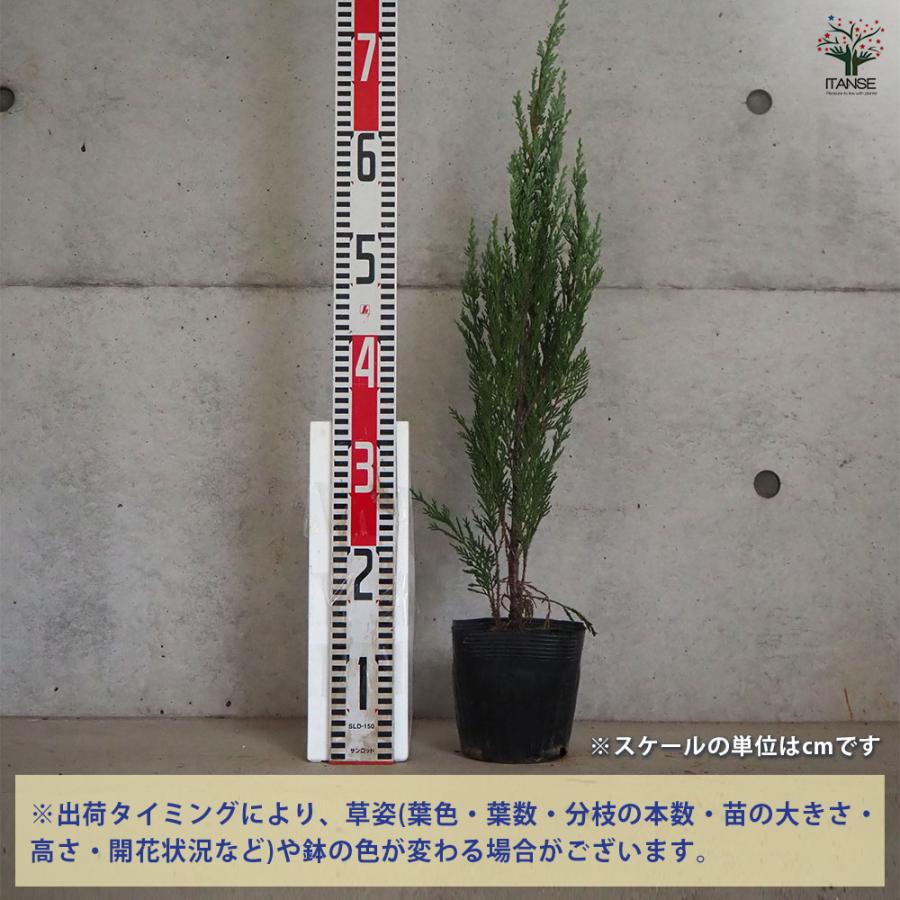 ITANSE コニファー ムーングロー 花苗 5号ポット/1個売り ブールバード クリスマスツリー クリスマスリース : 野菜苗・植物・青果物販売のITANSE - 通販 - Yahoo!ショッピング