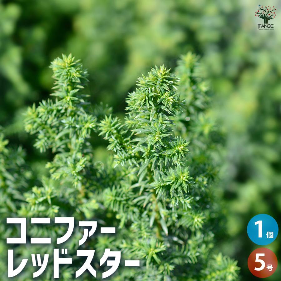 ITANSE コニファー レッドスター 花苗 5号ポット/1個売り ブールバード クリスマスツリー クリスマスリース : 野菜苗・植物・青果物販売のITANSE - 通販 - Yahoo!ショッピング