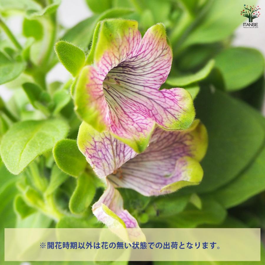 ITANSE ペチュニア バイプレイヤー 花苗 3.5号ポット/お買い得4個セット 花 花の苗 衝羽根朝顔 ツクバネアサガオ : 野菜苗・植物・青果物販売のITANSE - 通販 ...