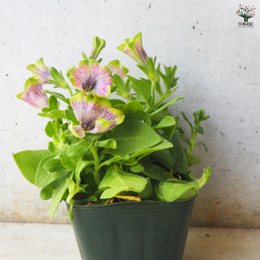 ITANSE ペチュニア バイプレイヤー 花苗 3.5号ポット/お買い得4個セット 花 花の苗 衝羽根朝顔 ツクバネアサガオ : 野菜苗・植物・青果物販売のITANSE - 通販 ...