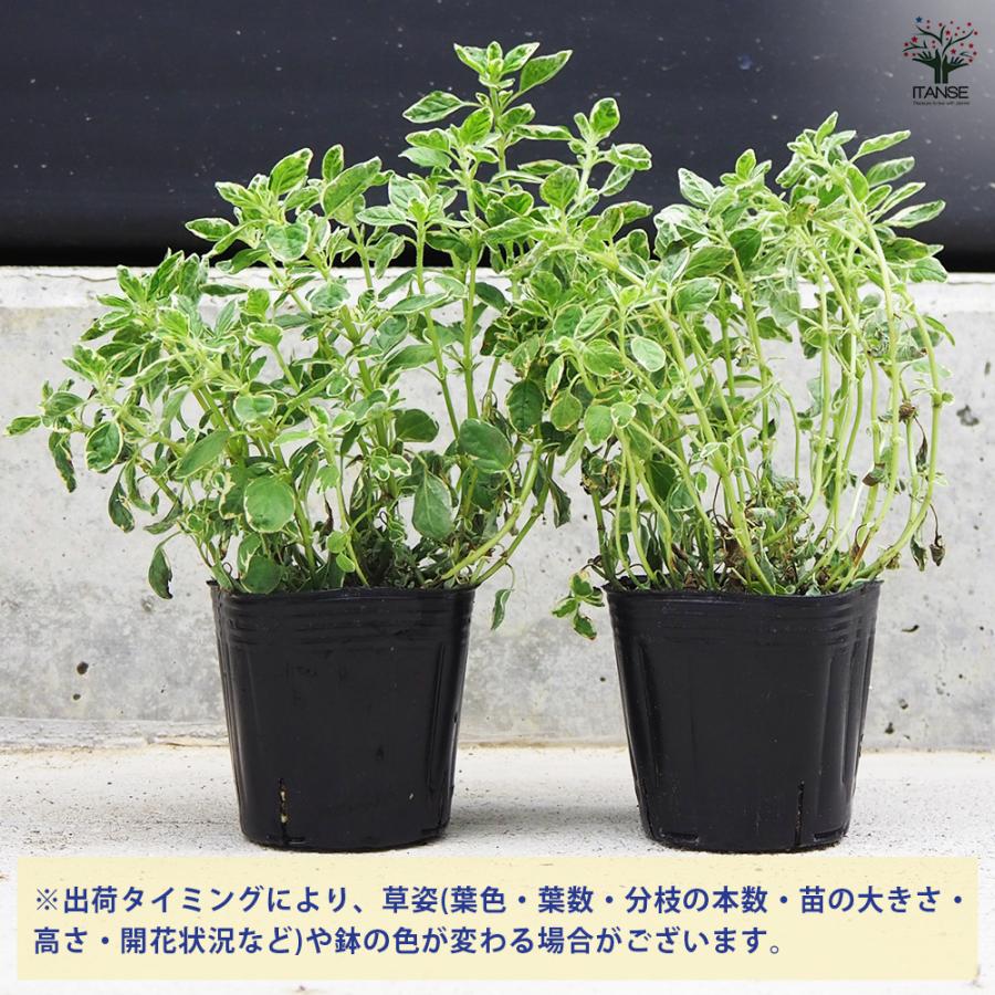 ITANSE オレガノ カントリークリーム 花苗 3号ポット/お買い得4個セット 花オレガノ 切り花 ドライフラワー : 野菜苗・植物・青果物販売のITANSE - 通販 - Yahoo!ショッピング