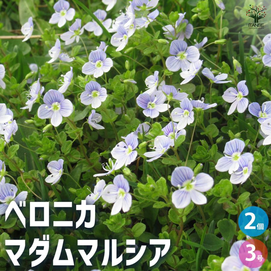 ITANSE ベロニカ マダムマルシア 花苗 3号ポット/お買い得2個セット Veronica longifolia Charlotte : 野菜苗・植物・青果物販売のITANSE - 通販 ...