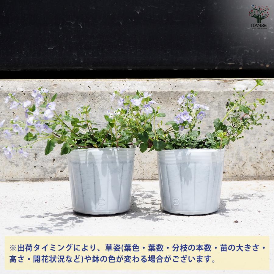 ITANSE ベロニカ マダムマルシア 花苗 3号ポット/お買い得2個セット Veronica longifolia Charlotte :han04964:野菜苗・植物・青果物販売の ...