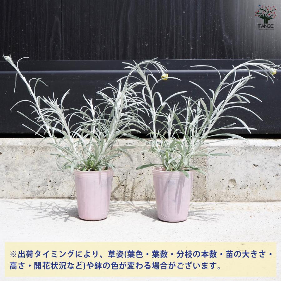 ITANSE ヘリクリサム シルバースノー 花苗 2.5号ポット/お買い得4個セット カラーリーフ 花の苗 グランドカバー ハンキング : 野菜苗・植物・青果物販売のITANSE - 通販 ...
