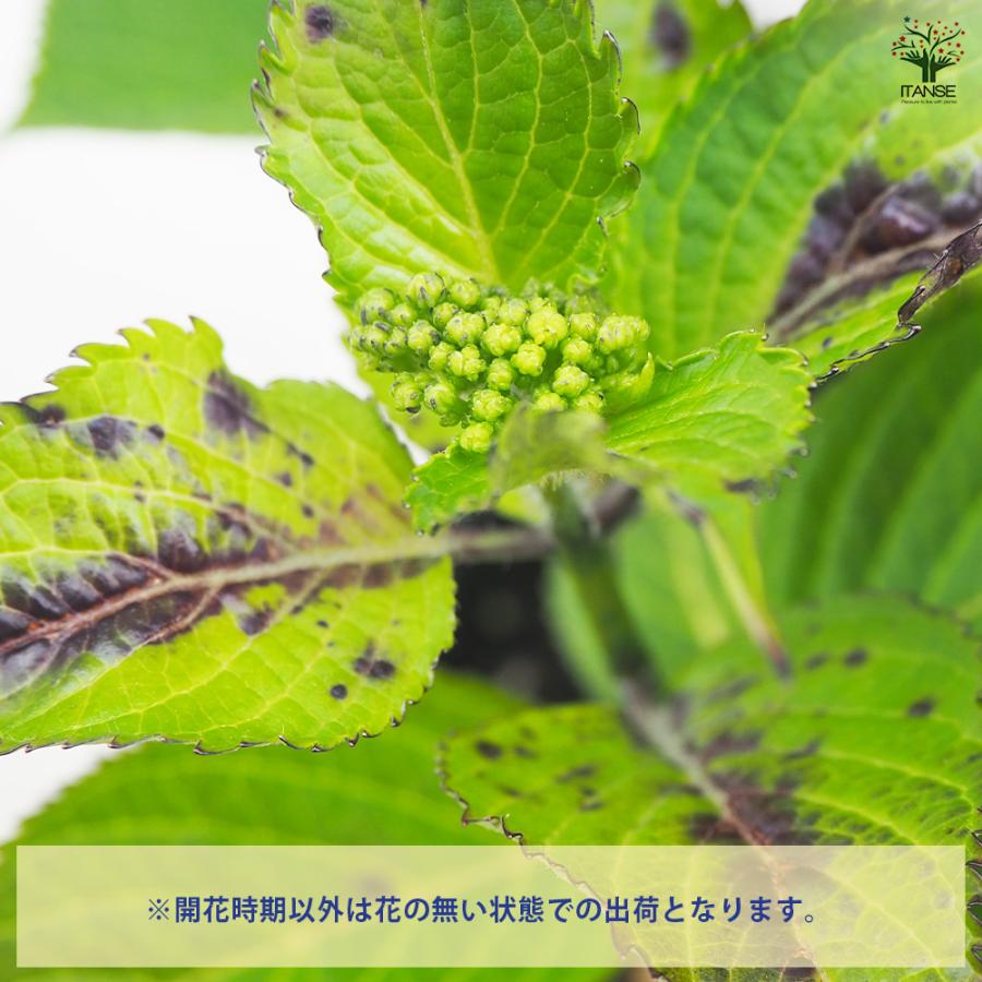 ITANSE ヤマアジサイ タフスタッフ Wスターライト 花木苗 5号ポット/1個売り 花木 花木の苗 花の苗 山アジサイ 山紫陽花 沢紫陽花 : 野菜苗・植物・青果物販売のITANSE ...