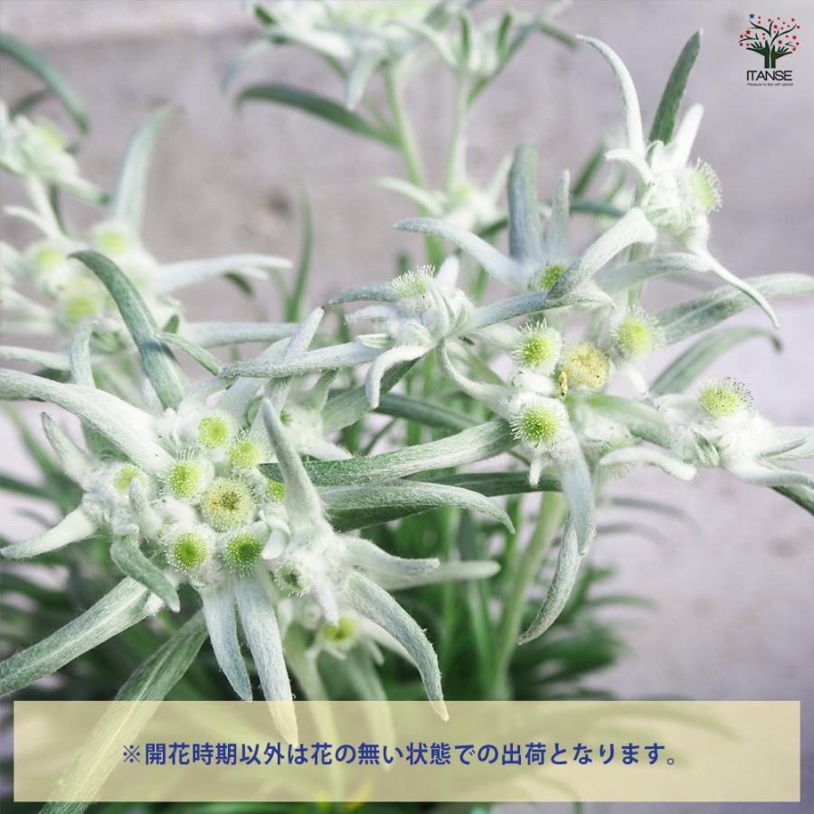 ITANSE エーデルワイス ブロッサムオブスノー 花苗 3.5号ポット/お買い得4個セット 花の苗 鉢植え : 野菜苗・植物・青果物販売のITANSE - 通販 - Yahoo!ショッピング