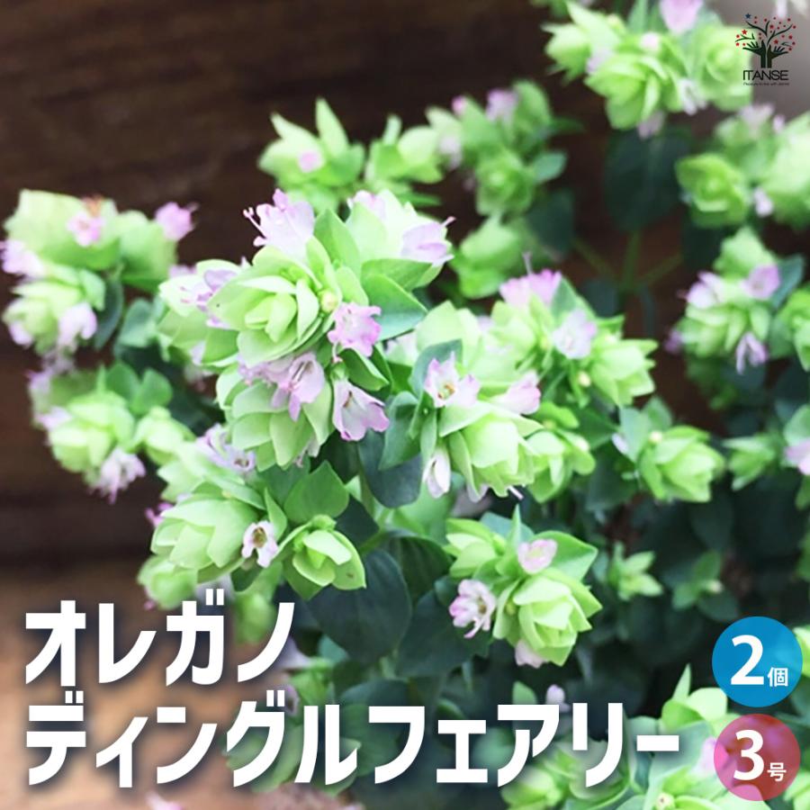 ITANSE オレガノ ディングルフェアリー 花苗 3号ポット/お買い得2個セット 花オレガノ ガクの保ちが良い 切り花 ドライフラワー : 野菜苗・植物・青果物販売のITANSE - 通販 ...