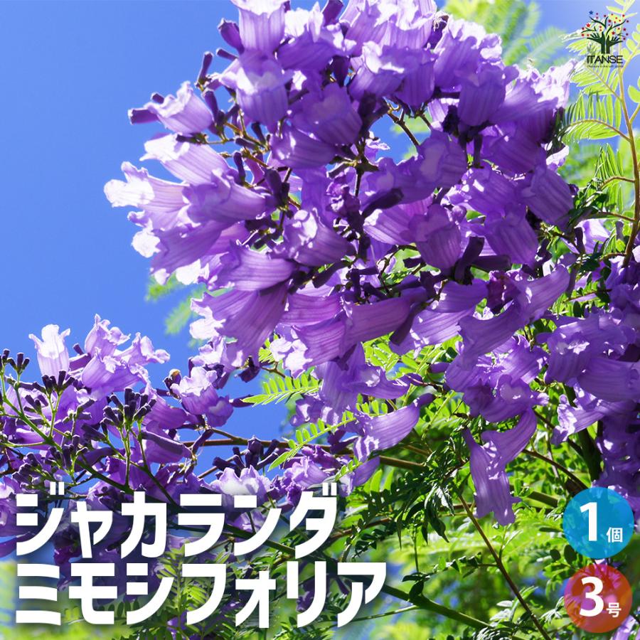 ITANSE ジャカランダ(ジャカランタ) ミモシフォリア 花木苗 3号ポット/1個売り 観葉植物 リビング オフィス 事務所 : 野菜苗・植物・青果物販売のITANSE - 通販 ...