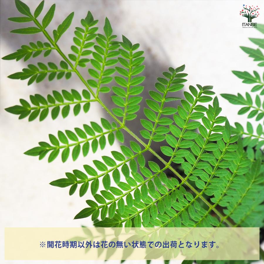 ITANSE ジャカランダ(ジャカランタ) ミモシフォリア 花木苗 3号ポット/1個売り 観葉植物 リビング オフィス 事務所 : 野菜苗・植物・青果物販売のITANSE - 通販 ...