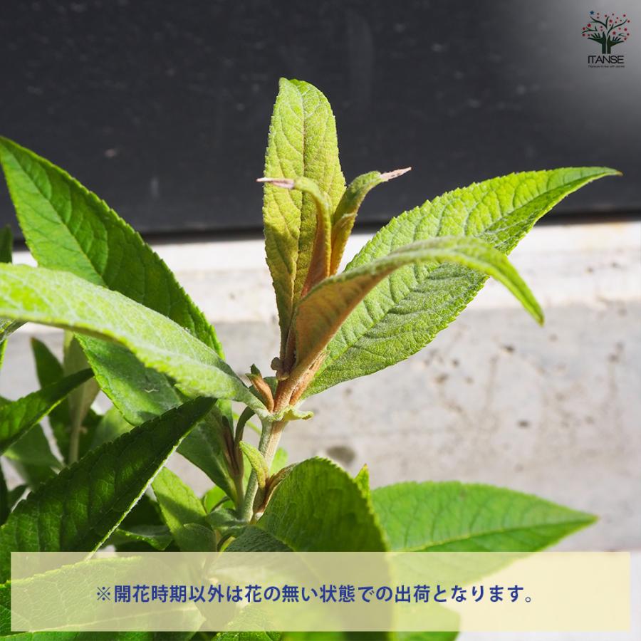 ITANSE ブッドレア バタフライキャンディー リトルホワイト 花苗 3号ポット/1個売り 花の苗 ブットレア 鉢植え 地植え : 野菜苗・植物・青果物販売のITANSE - 通販 ...