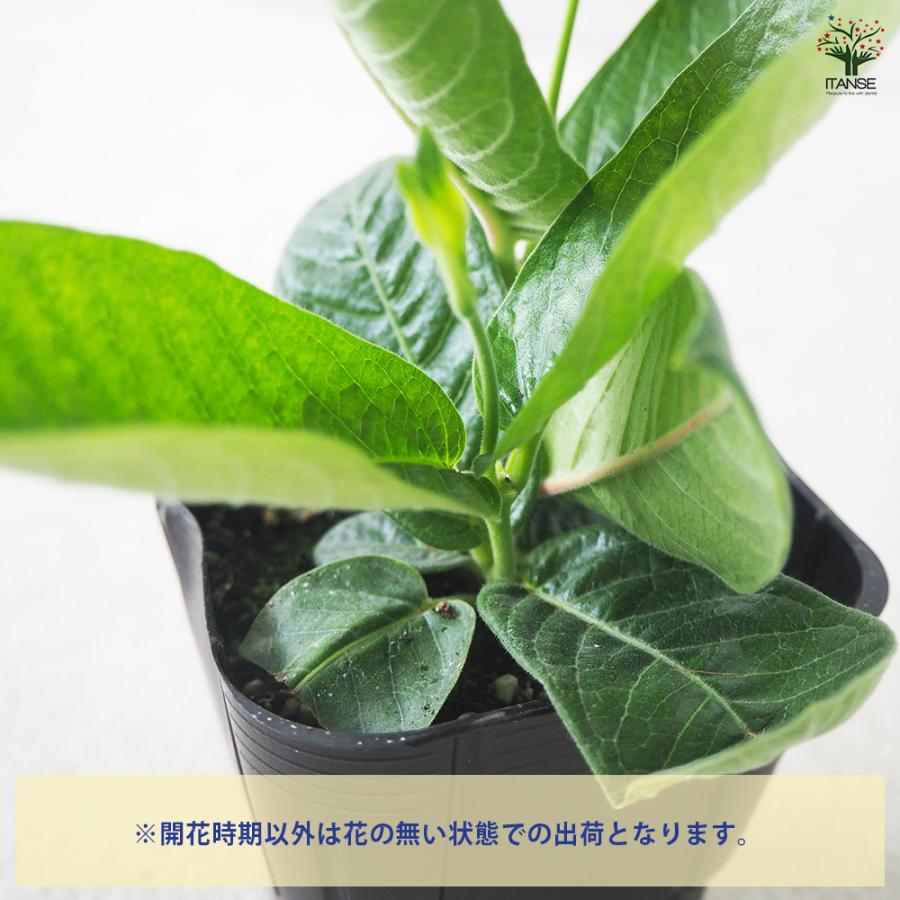 ITANSE マンデビラ ルビースター 花苗 3号ポット/1個売り 花木 花の苗 花木の苗 多年草 ツル性 : 野菜苗・植物・青果物販売のITANSE - 通販 - Yahoo!ショッピング