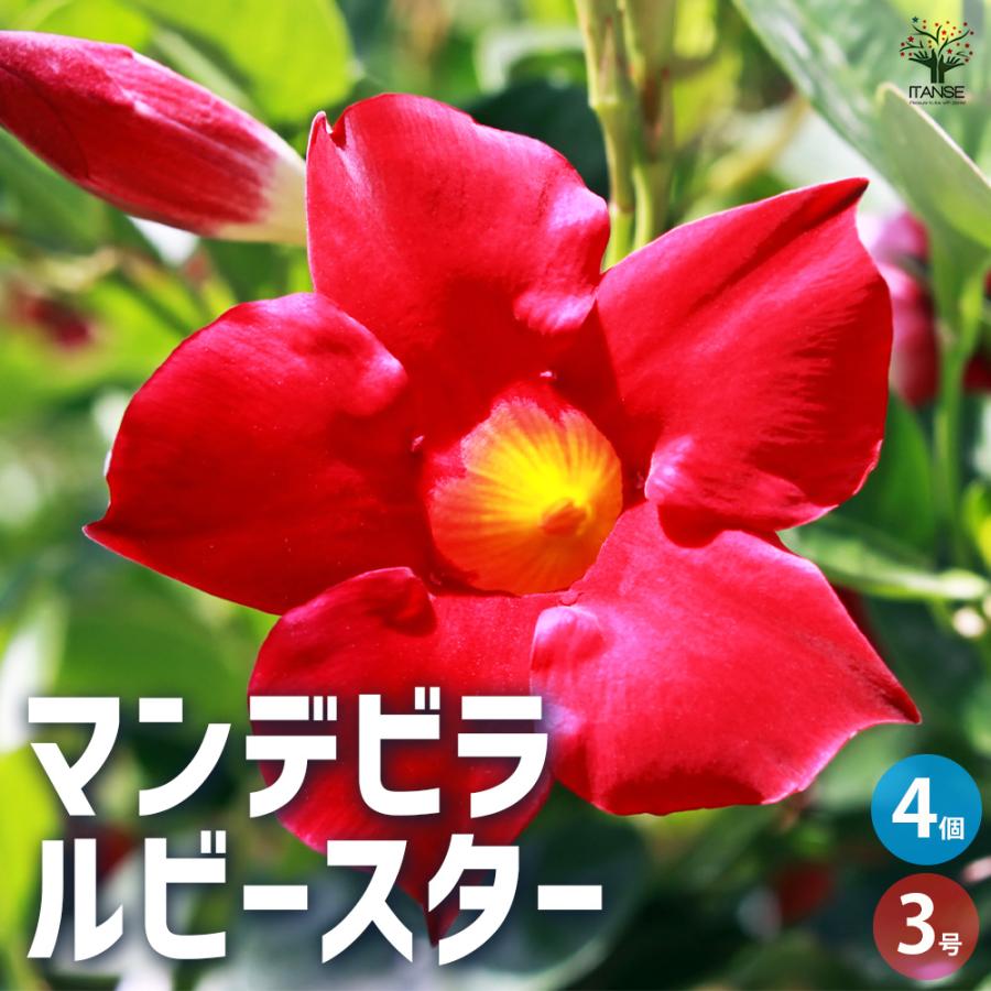 ITANSE マンデビラ ルビースター 花苗 3号ポット/お買い得4個セット 花木 花の苗 花木の苗 多年草 ツル性 : 野菜苗・植物・青果物販売のITANSE - 通販 - Yahoo!ショッピング