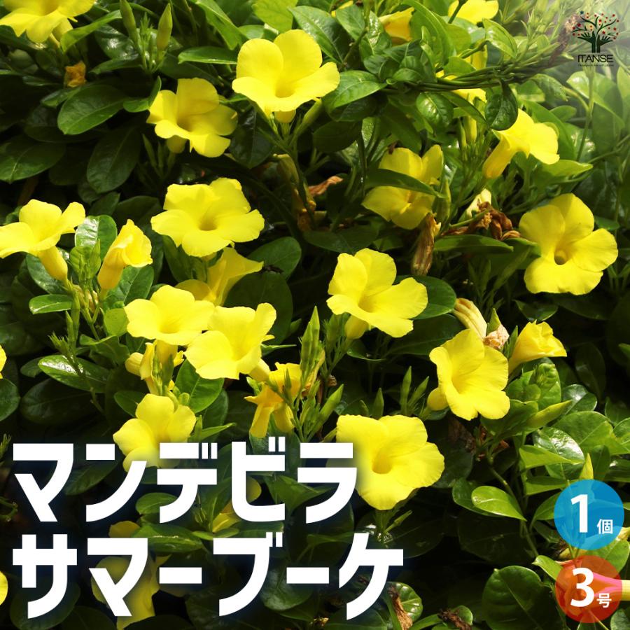 ITANSE マンデビラ サマーブーケ 花苗 3号ポット/1個売り 花木 花の苗 花木の苗 多年草 ツル性 : 野菜苗・植物・青果物販売のITANSE - 通販 - Yahoo!ショッピング