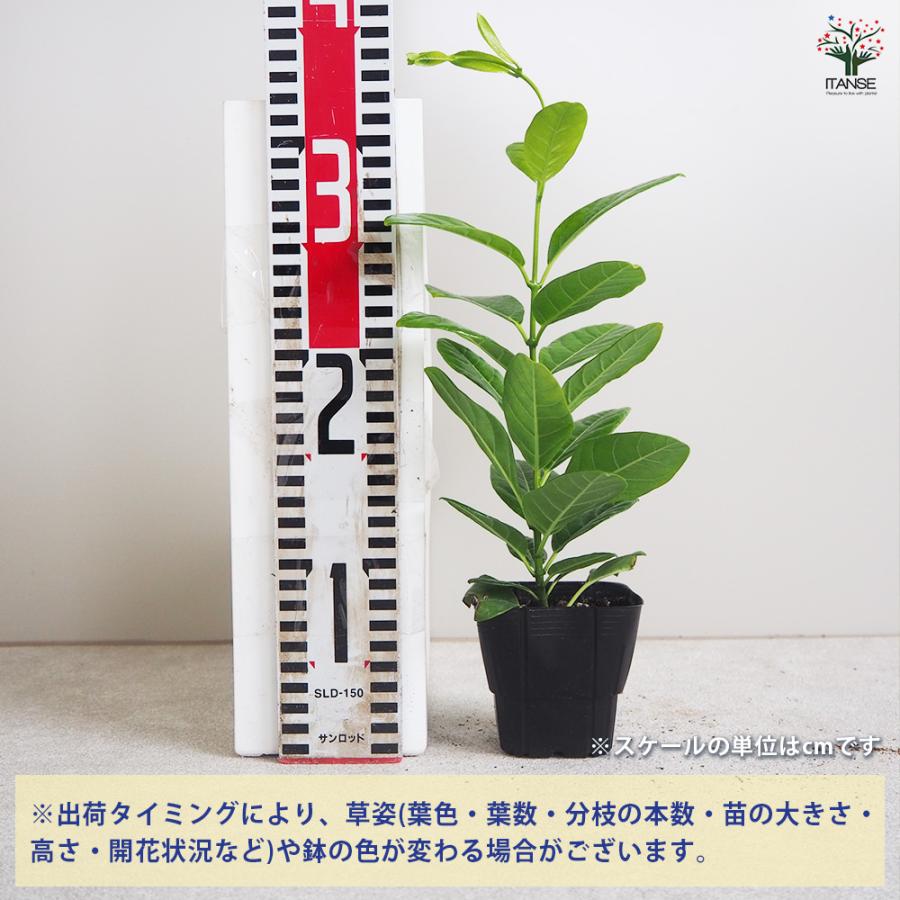 ITANSE マンデビラ サマーブーケ 花苗 3号ポット/1個売り 花木 花の苗 花木の苗 多年草 ツル性 : 野菜苗・植物・青果物販売のITANSE - 通販 - Yahoo!ショッピング