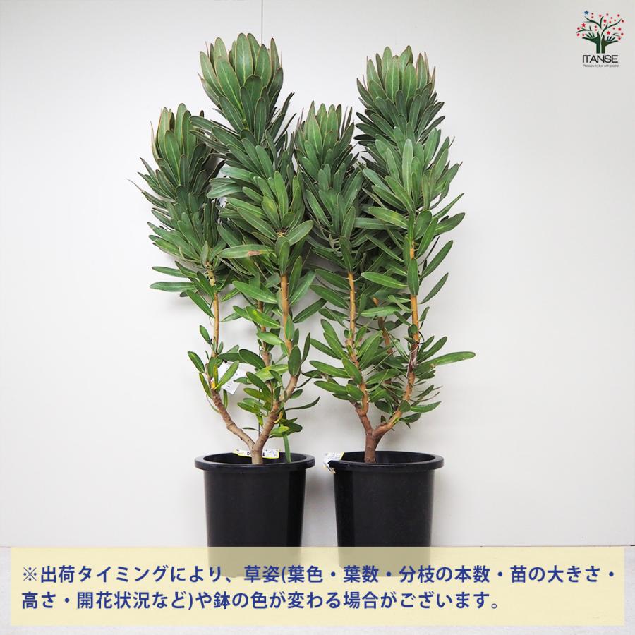 ITANSE プロテア スペシャルピンクアイス 花木苗 8号鉢/1個売り 美しく彩られた大型の総苞の豪華な花！花持ちがとても良く長い期間楽しめます！ : 野菜苗・植物・青果物販売のITANSE ...