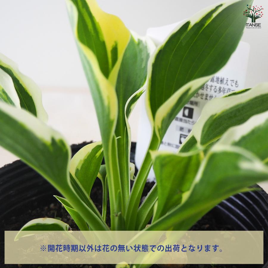 ITANSE ホスタ パトリオット 花苗 3.5号ポット/1個売り ギボウシ 擬宝珠 シェードガーデン 花の苗 : 野菜苗・植物・青果物販売のITANSE - 通販 - Yahoo!ショッピング