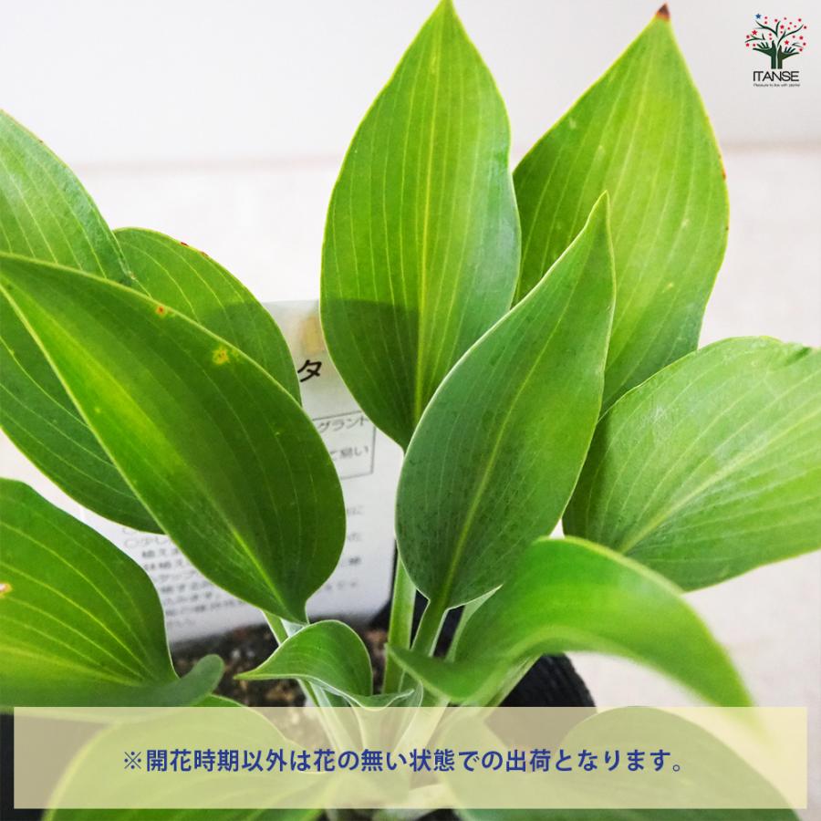 ITANSE ホスタ ハルシオン 花苗 3.5号ポット/1個売り ギボウシ 擬宝珠 シェードガーデン 花の苗 : han05178 : 野菜苗・植物・青果物販売のITANSE - 通販 ...