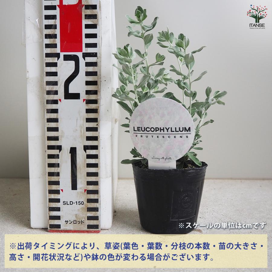 ITANSE レウコフィルム フルテスケンス 花木苗 3号ポット/1個売り 花木の苗 花苗 花の苗 花 苗 : 野菜苗・植物・青果物販売のITANSE - 通販 - Yahoo!ショッピング