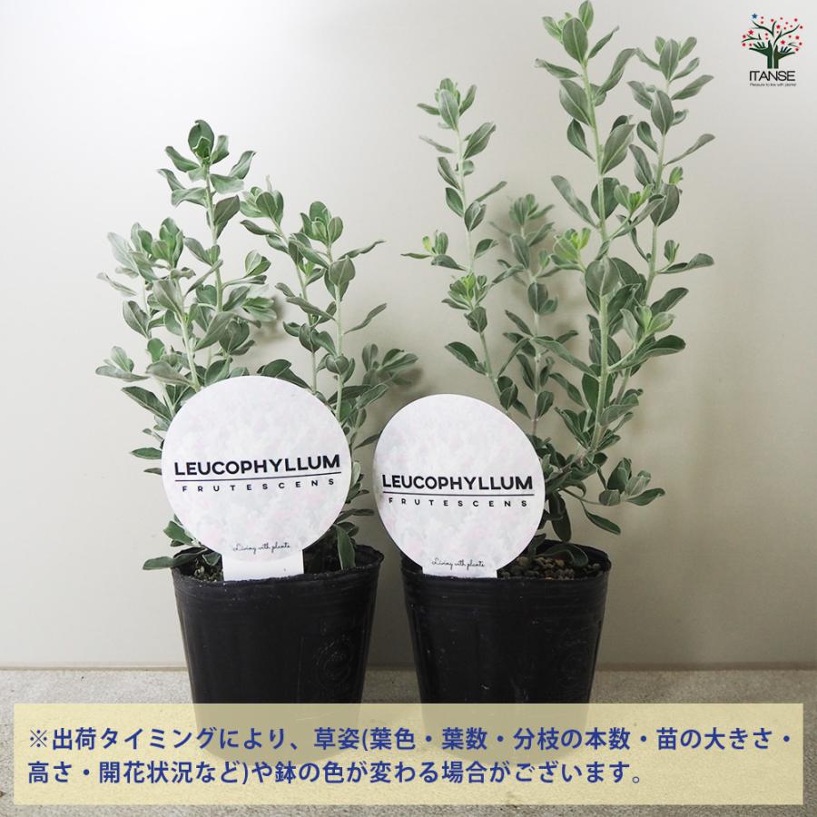 ITANSE レウコフィルム フルテスケンス 花木苗 3号ポット/1個売り 花木の苗 花苗 花の苗 花 苗 : 野菜苗・植物・青果物販売のITANSE - 通販 - Yahoo!ショッピング