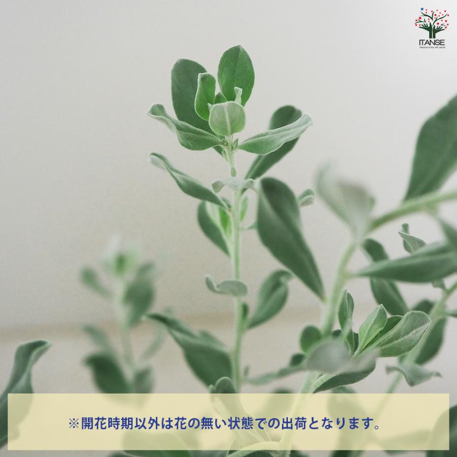 ITANSE レウコフィルム フルテスケンス 花木苗 3号ポット/1個売り 花木の苗 花苗 花の苗 花 苗 : 野菜苗・植物・青果物販売のITANSE - 通販 - Yahoo!ショッピング