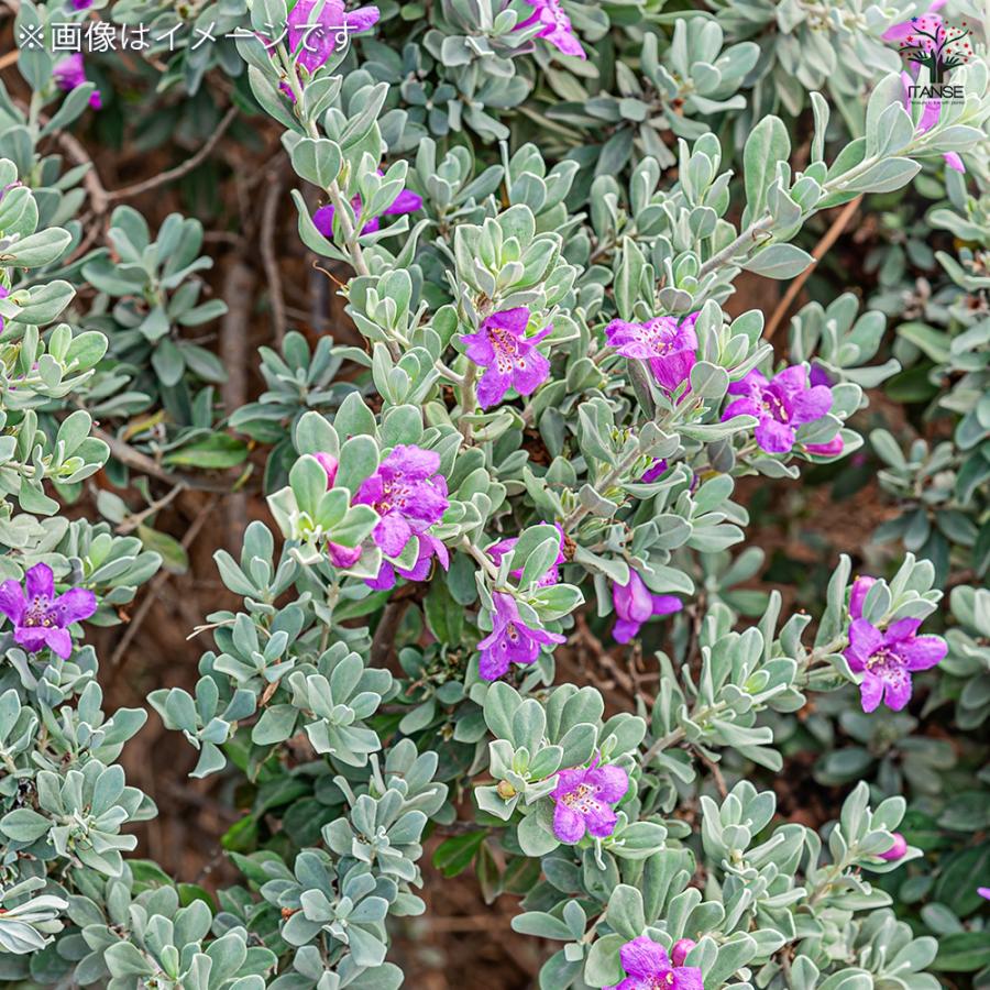 ITANSE レウコフィルム フルテスケンス 花木苗 3号ポット/1個売り 花木の苗 花苗 花の苗 花 苗 : 野菜苗・植物・青果物販売のITANSE - 通販 - Yahoo!ショッピング