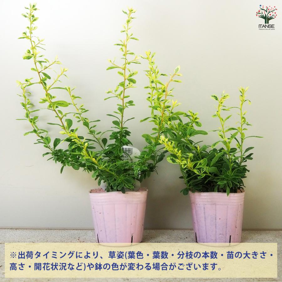 ITANSE ピラカンサ ハーレクイン 花木苗 3号ポット/お買い得2個セット 花木 トキワサンザシ 生け垣 : 野菜苗・植物・青果物販売のITANSE - 通販 - Yahoo!ショッピング