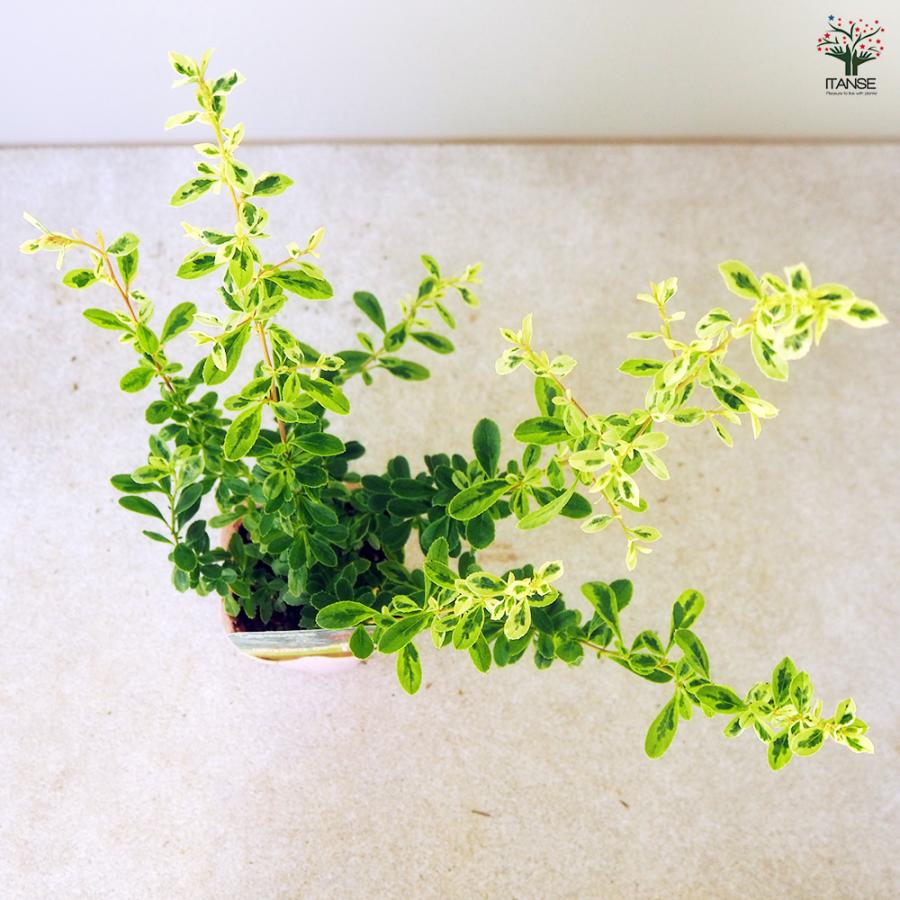 ITANSE ピラカンサ ハーレクイン 花木苗 3号ポット/お買い得2個セット 花木 トキワサンザシ 生け垣 : 野菜苗・植物・青果物販売のITANSE - 通販 - Yahoo!ショッピング