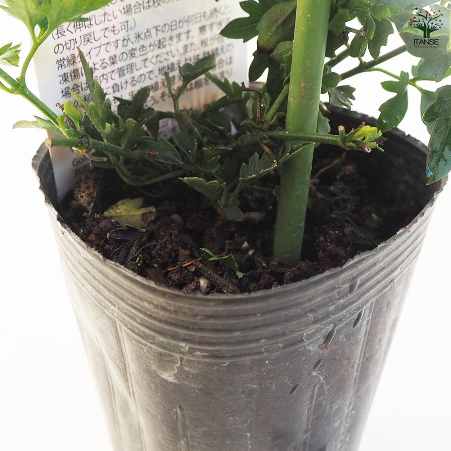 ITANSE 常緑クレマチス フレグランスオベロン 花苗 3〜4号ポット苗 お買い得4個セット 花の苗 イングリッシュガーデン フラワーガーデン 送料無料 : 野菜苗・植物・青果物販売の ...