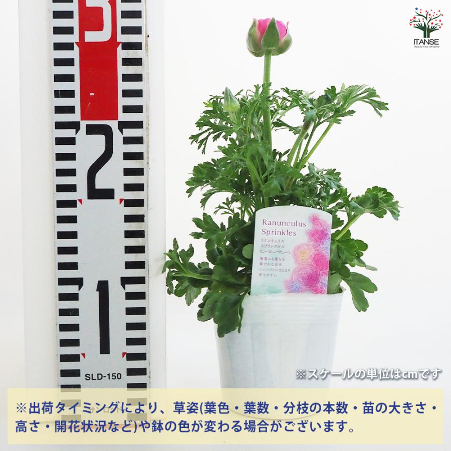 ラナンキュラス スプリンクル色MIX 花苗 3.5号ポット/お買い得8個セット 花の苗 花金鳳花 ハナキンポウゲ ハナキツネノボタン : 野菜苗・植物・青果物販売のITANSE - 通販 ...