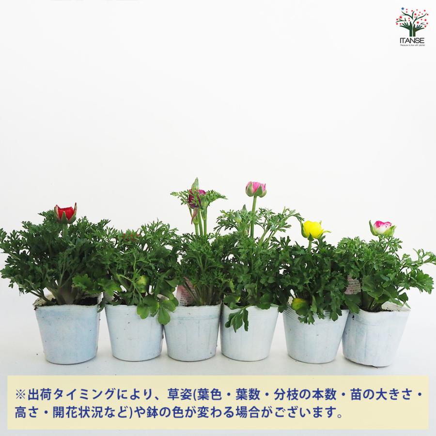 ラナンキュラス スプリンクル色MIX 花苗 3.5号ポット/お買い得8個セット 花の苗 花金鳳花 ハナキンポウゲ ハナキツネノボタン : 野菜苗・植物・青果物販売のITANSE - 通販 ...