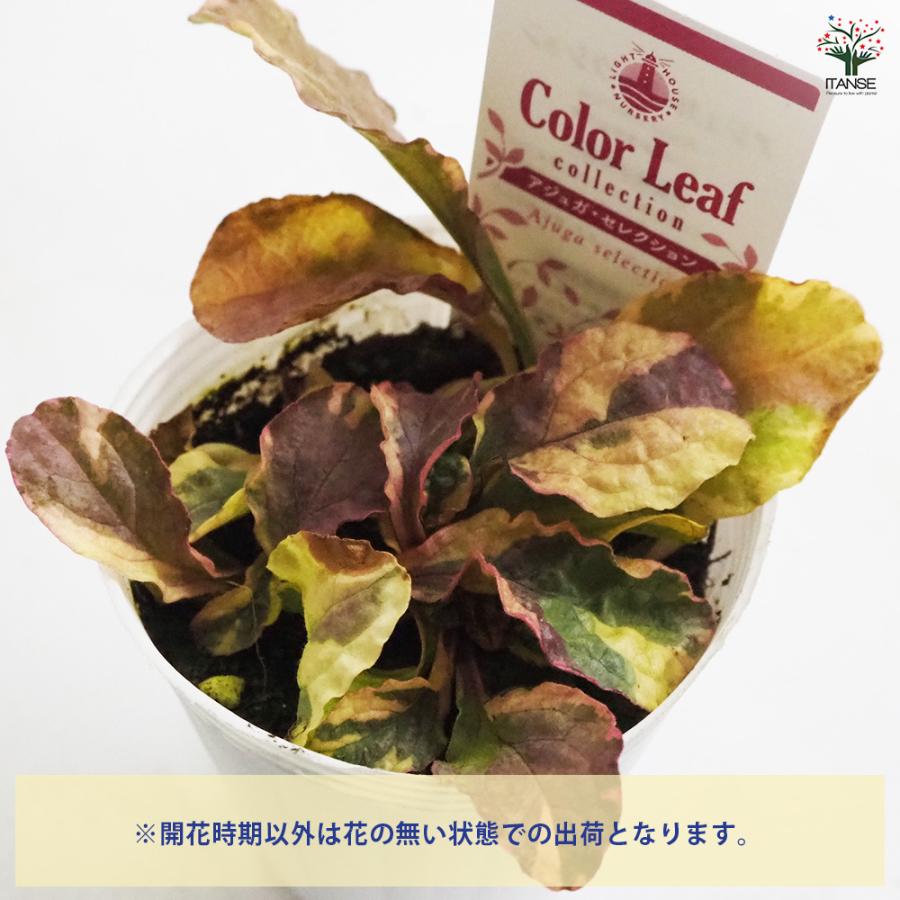 アジュガ 品種mix 花苗 2.5号/お買い得2個セット アユガ 西洋キランソウ 十二単 西洋十二単 ガーデニング : 野菜苗・植物・青果物販売のITANSE - 通販 - Yahoo!ショッピング