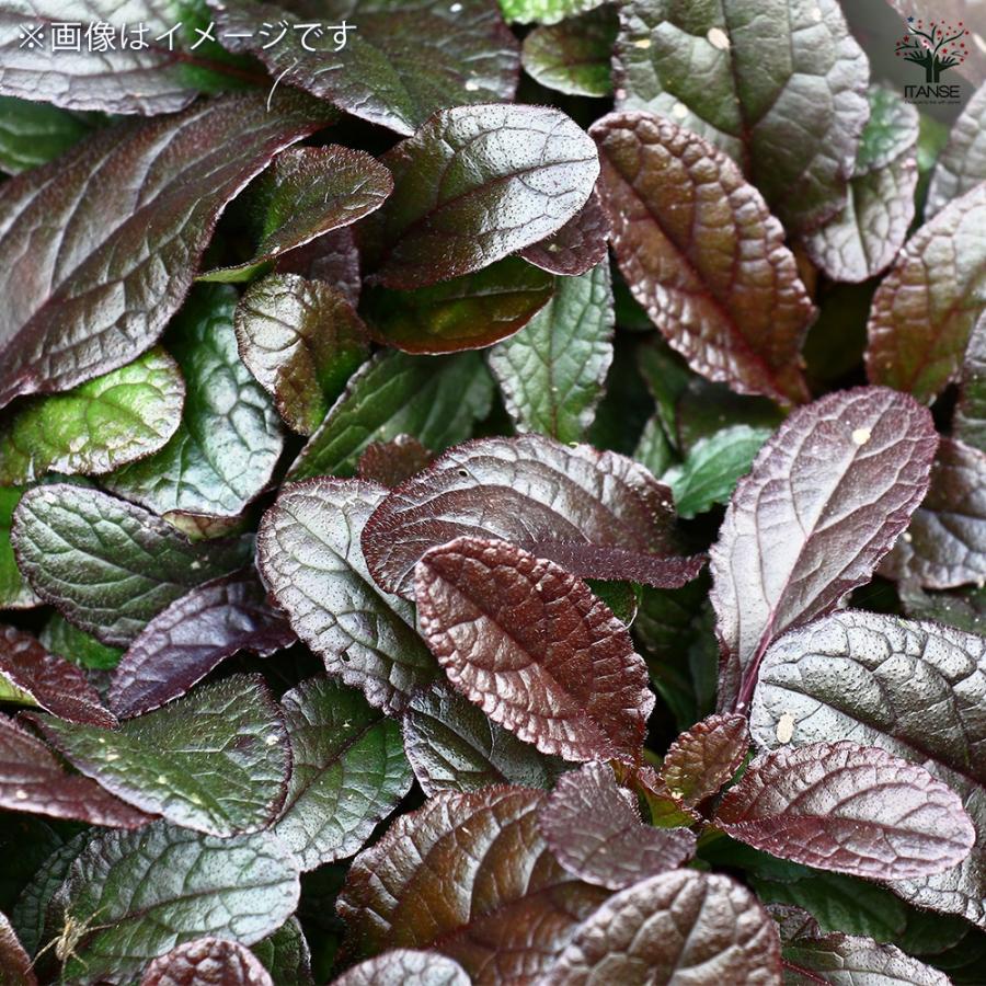 アジュガ 品種mix 花苗 2.5号/お買い得4個セット アユガ 西洋キランソウ 十二単 西洋十二単 ガーデニング : 野菜苗・植物・青果物販売のITANSE - 通販 - Yahoo!ショッピング