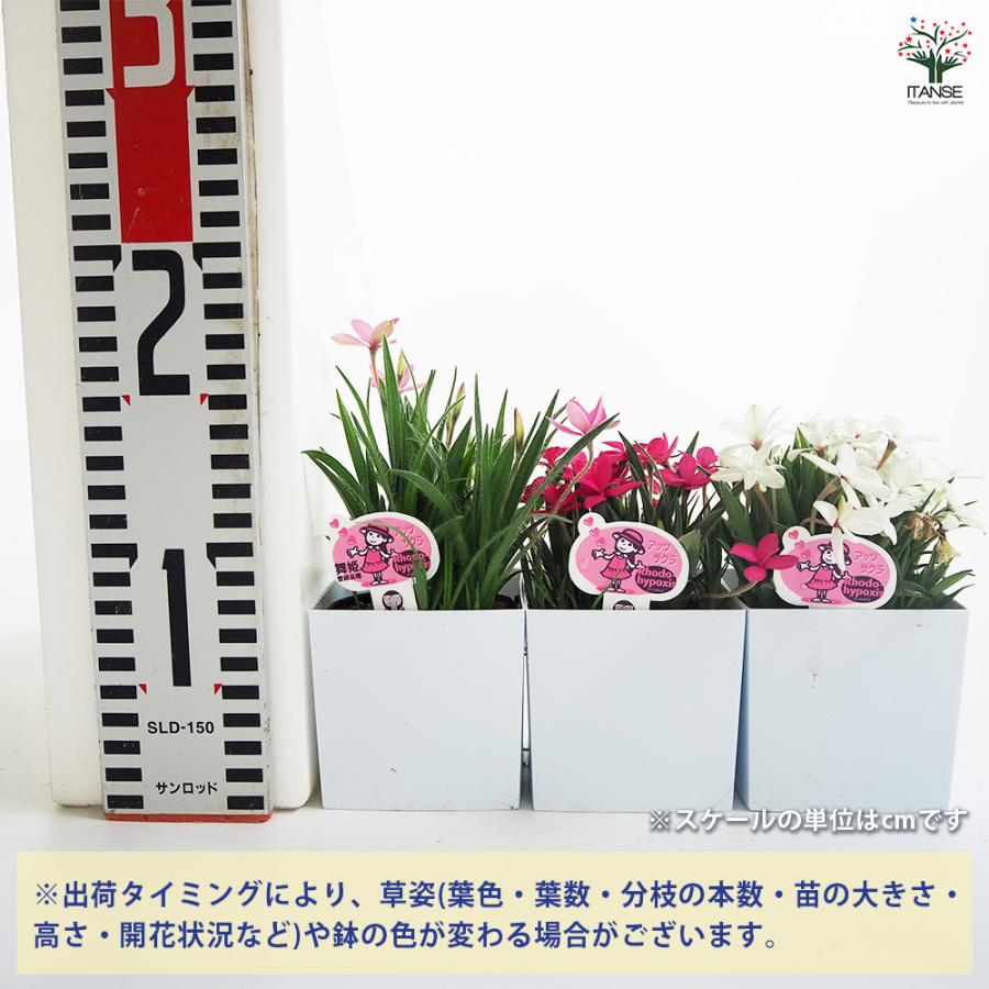 アッツ桜 舞姫 花色mix 花苗 3号/1個売り 桜 サクラ アッツザクラ 白 ピンク ローズ 赤 小柄 小さい 小鉢 球根苗 球根 花の種 : 野菜苗・植物・青果物販売のITANSE ...