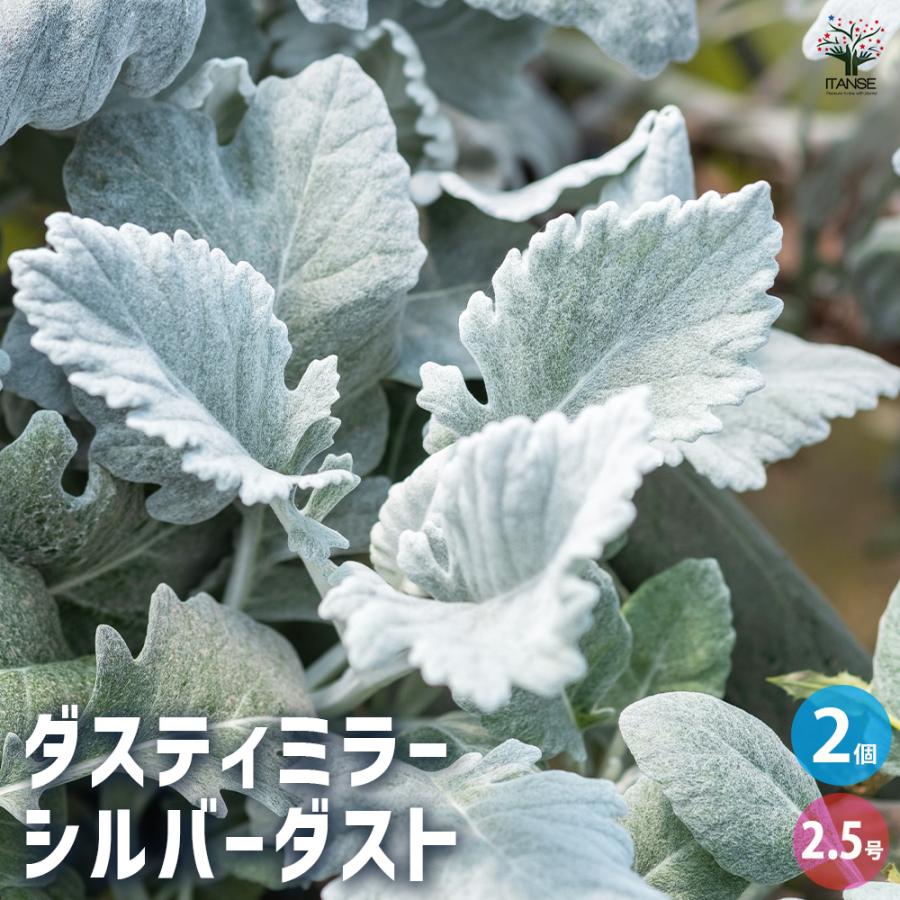 ダスティミラー シルバーダスト 花苗 2.5号/お買い得2個セット 多年草 宿根草 苗 花 黄色の花 日陰 カラーリーフ シルバーリー : 野菜苗・植物・青果物販売のITANSE - 通販 ...