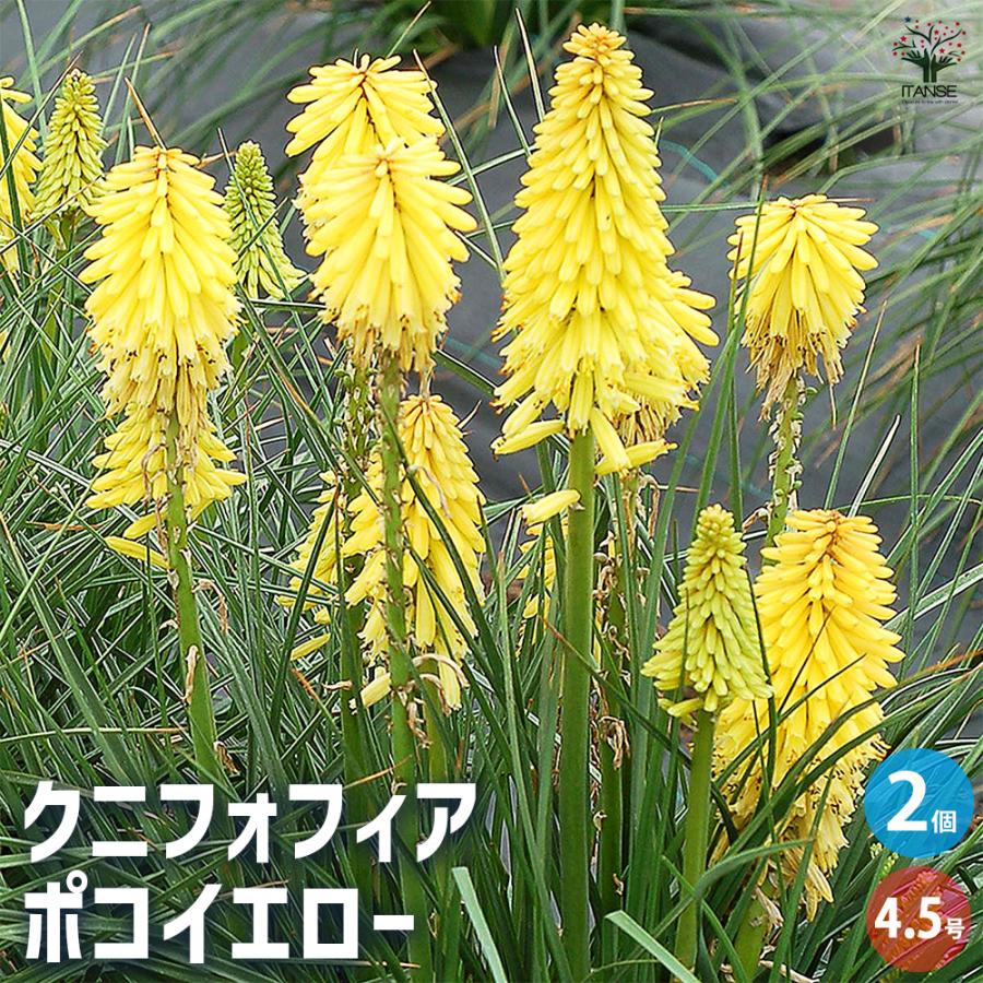 クニフォフィア(トリトマ) ポコイエロー 花苗 4.5号/お買い得2個セット トーチリリー Torch Lily 赤熊百合 シャグマユリ グリーンの蕾 : 野菜苗・植物・青果物販売の ...