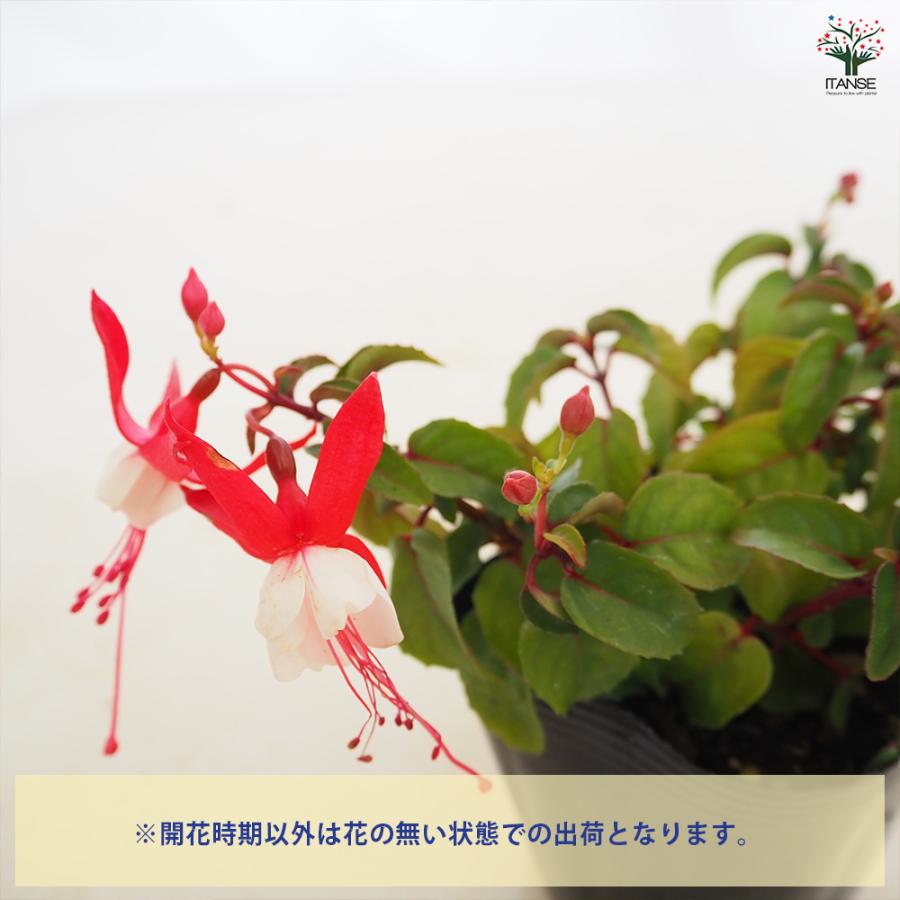 バレリーナ 品種MIX見計らい 花苗 3.5号/お買い得2個セット 花の苗 Fuchsia spp アカバナ 多年草 鑑賞 ガーデン 鉢植え 庭植え : 野菜苗・植物・青果物販売のITANSE ...