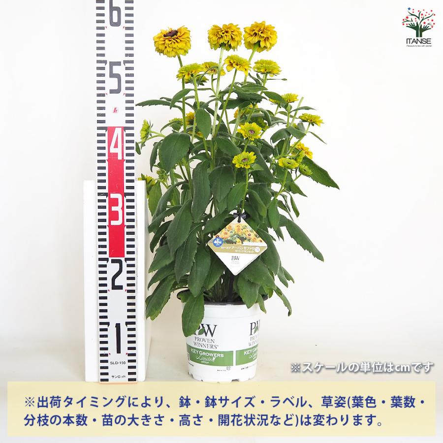 ルドベキア サバンナサンセット 花苗 5号/1個売り 松笠菊 マツカサギク オオハンゴンソウ 大反魂草 お花の苗 花 生け花 切花 : 野菜苗・植物・青果物販売のITANSE - 通販 ...