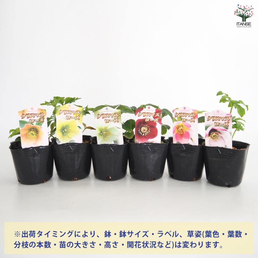 クリスマスローズ シングル咲きMIX 花苗 3号/お買い得6個セット クリスマスローズ苗 キンボウゲ ヘレボルス 多花性 カラーリーフ 生け垣 生垣 : 野菜苗・植物・青果物販売のITANSE ...