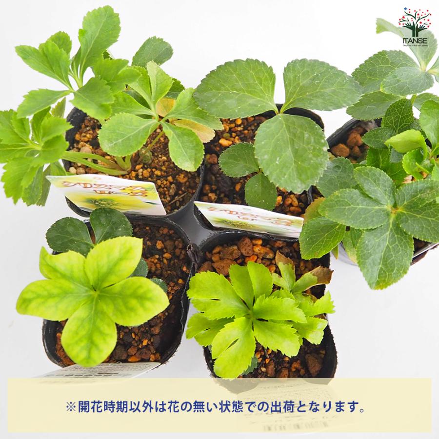 クリスマスローズ シングル咲きMIX 花苗 3号/お買い得6個セット クリスマスローズ苗 キンボウゲ ヘレボルス 多花性 カラーリーフ 生け垣 生垣 : 野菜苗・植物・青果物販売のITANSE ...