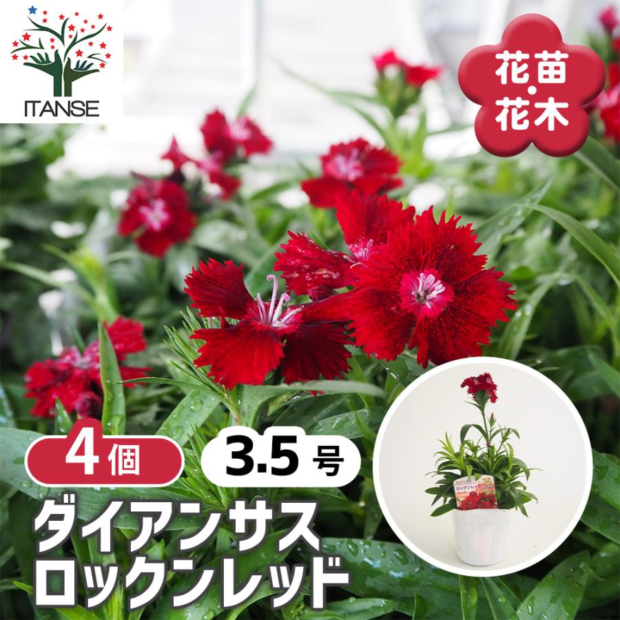 ダイアンサス ロックンレッド 花苗 3.5号/お買い得4個セット 花の苗 花 苗 ガーデニング : 野菜苗・植物・青果物販売のITANSE - 通販 - Yahoo!ショッピング